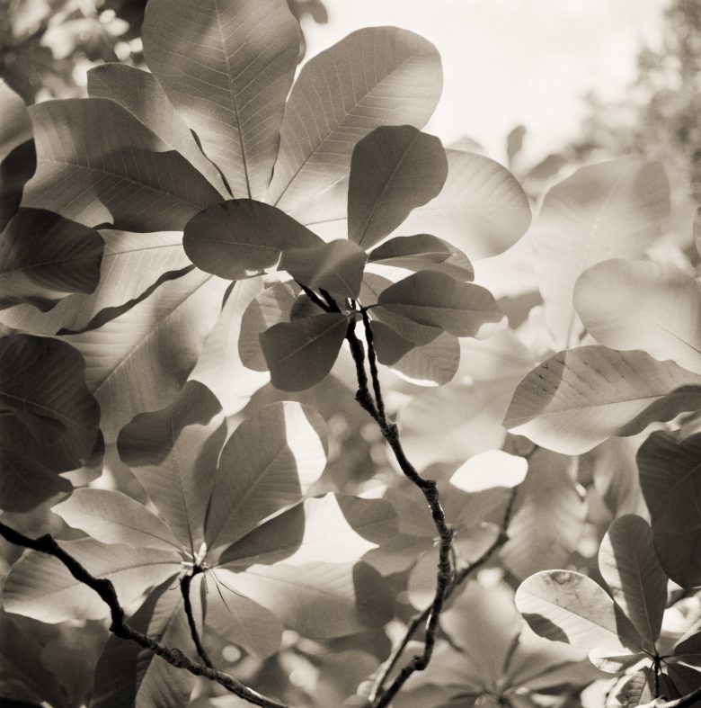 Backlit Leaves | Kimberley Carr Harmon Photography