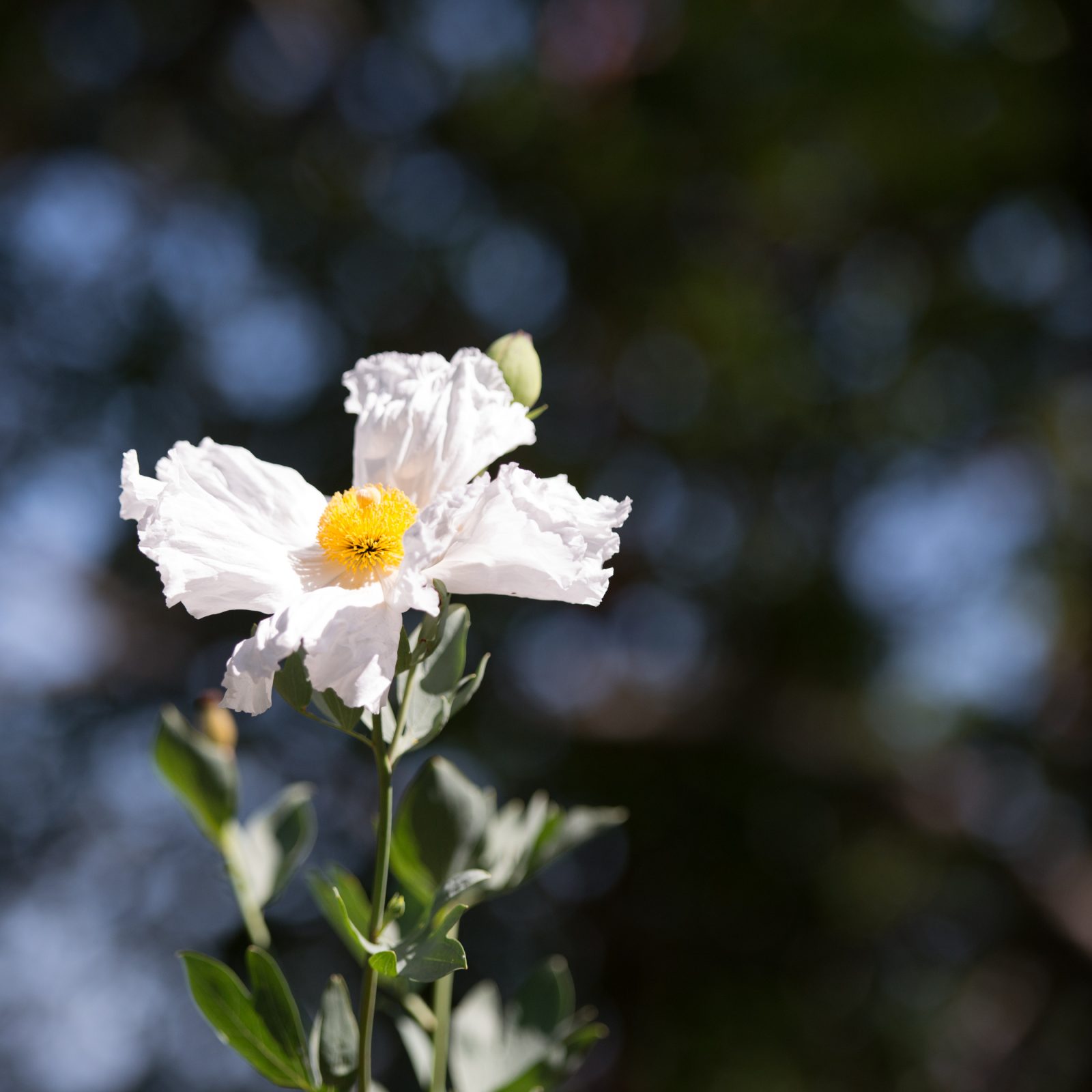 Matilija Poppy | Kimberley Carr Harmon Photography